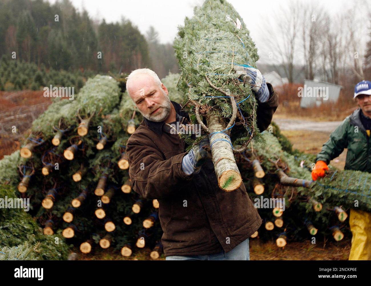 In this Nov. 22, 2010 photo, Alan Davis of Cambridge, N.Y., loads trees ...