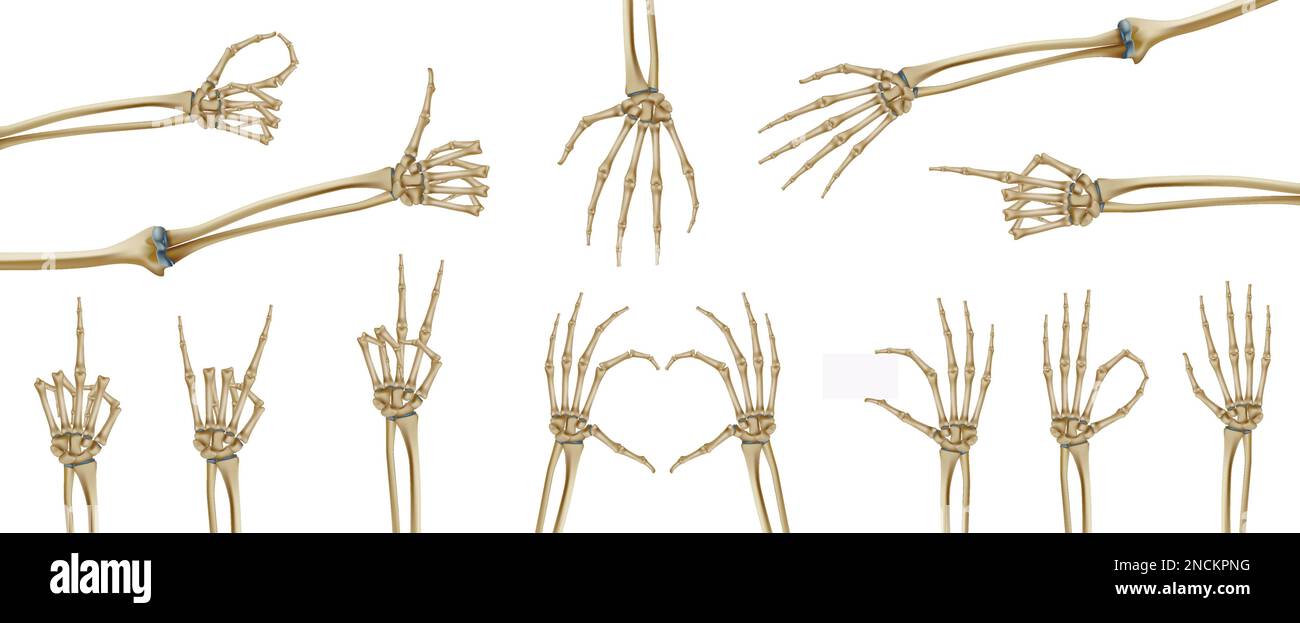 Skeleton hands realistic set with isolated images of skeletal ...