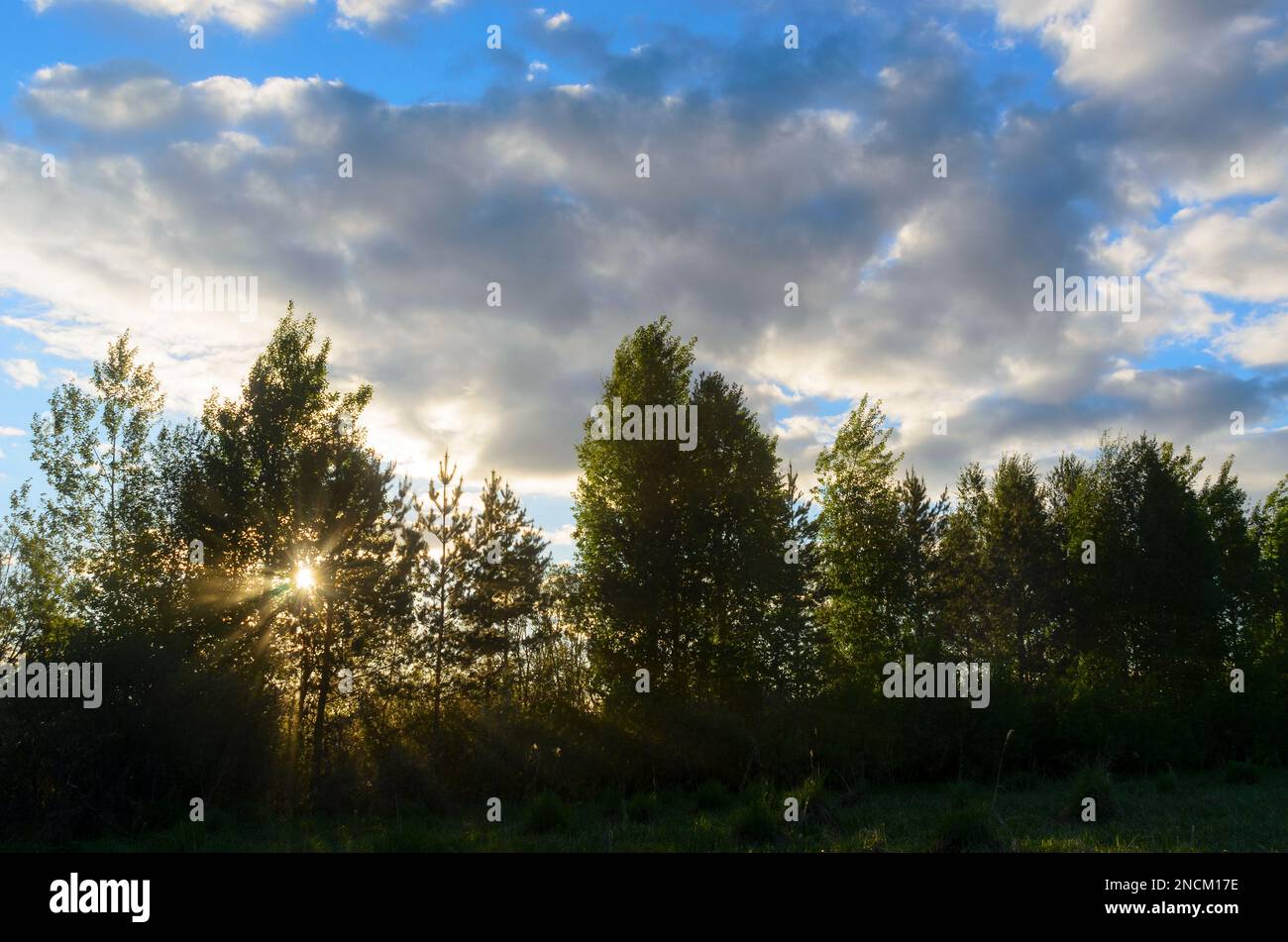 Bright sun behind the trees in the woods behind a field of grass, sits ...