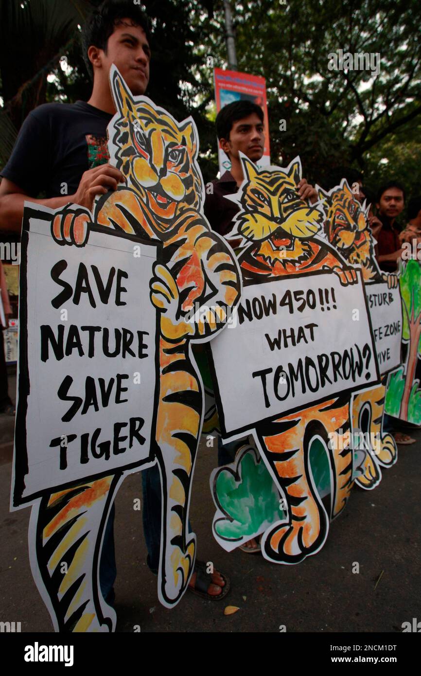 Bangladeshi activists hold picture cards depicting tigers as they stage ...