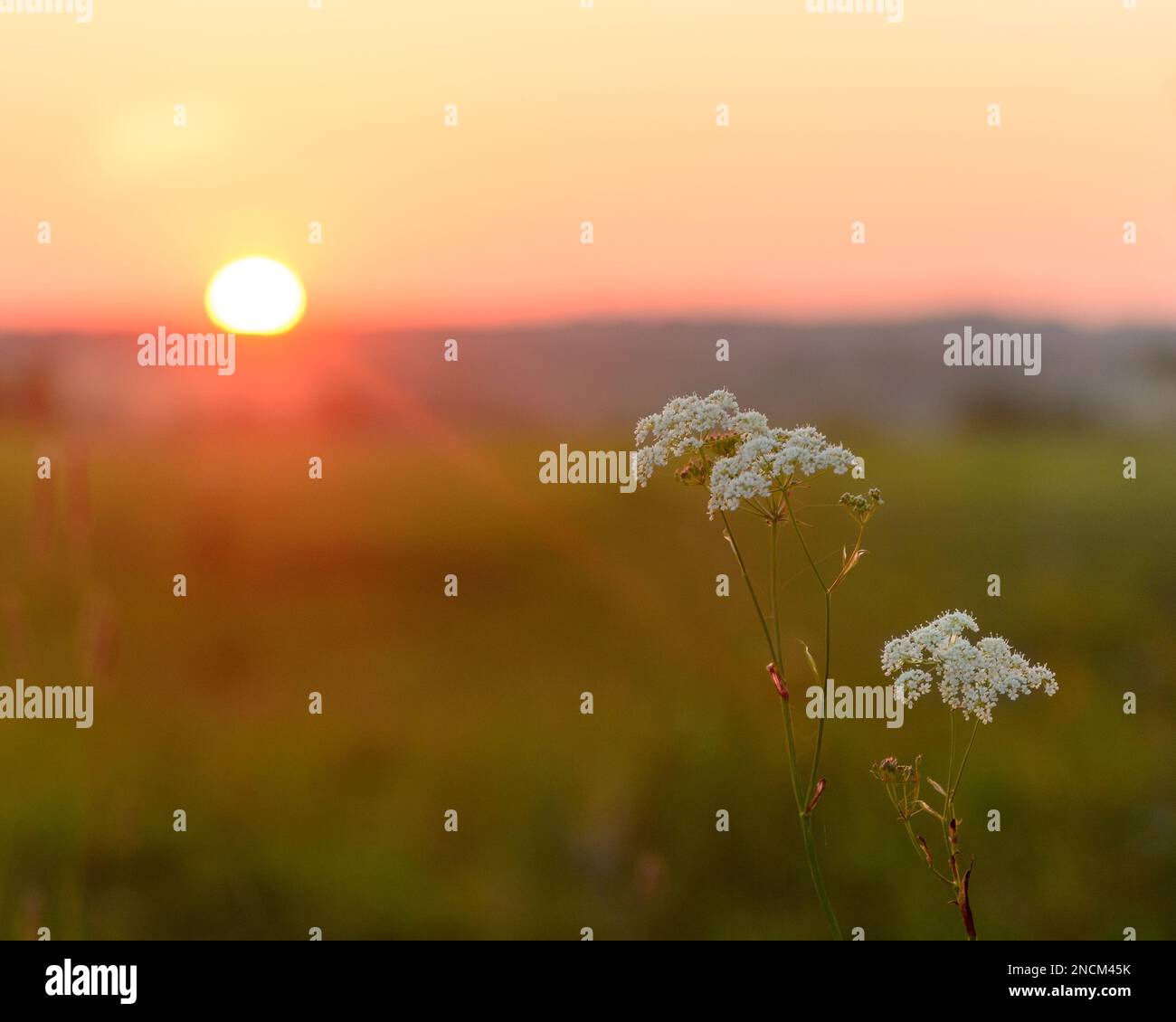 Lonely plant yarrow with white flowers stands in a field on the ...