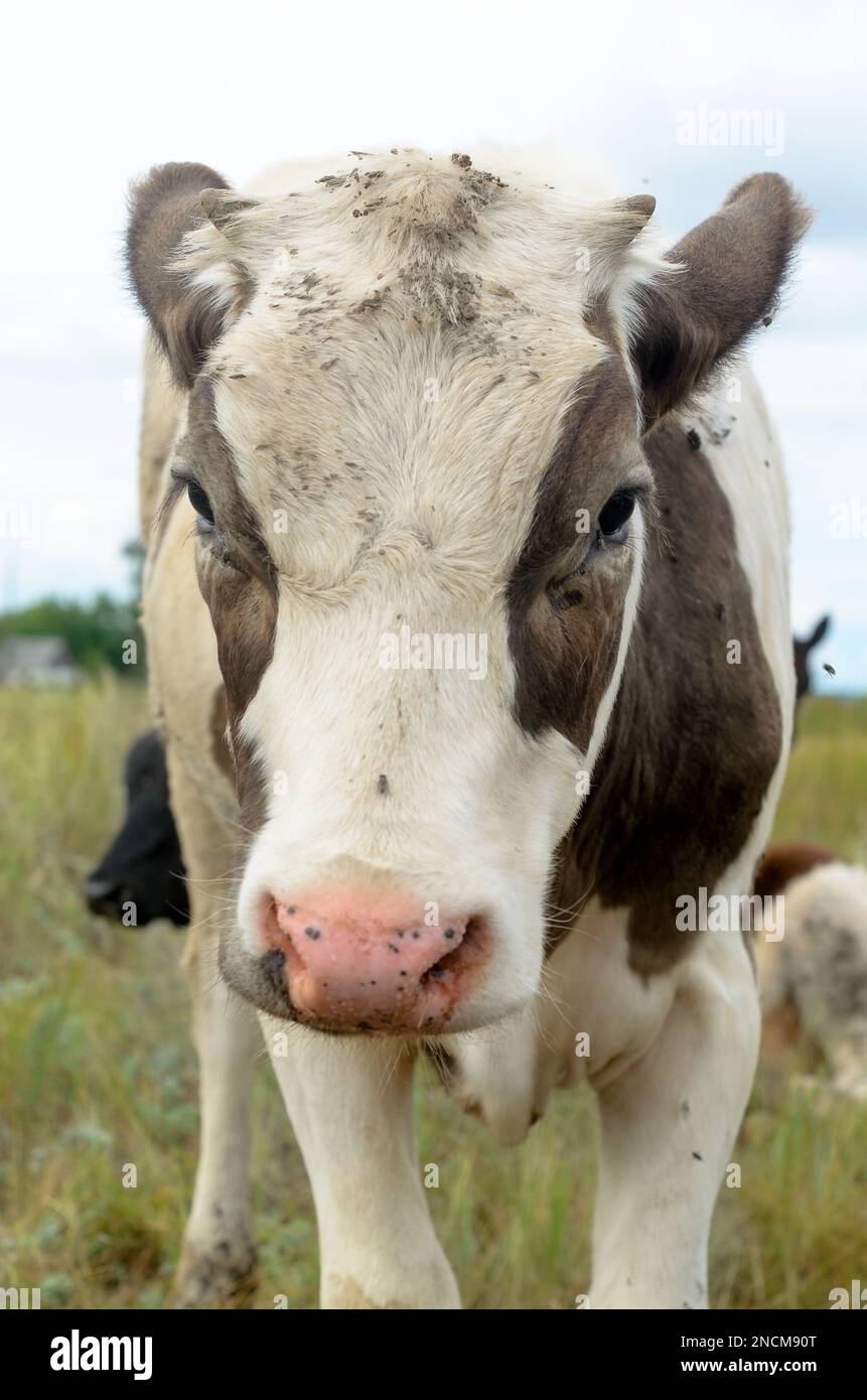 The face of the little cow calf white with brown spots on the eyes and ...