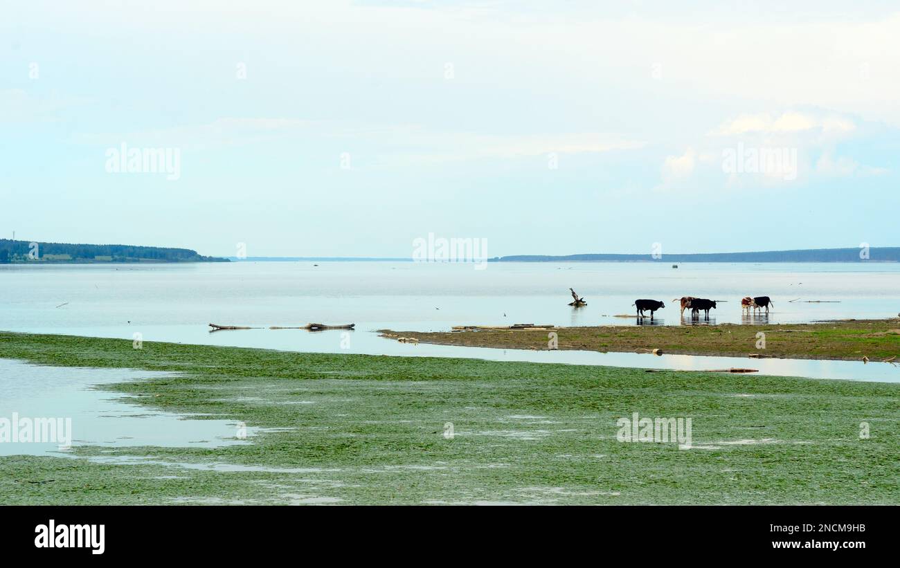 The Russian heartland. Cows in the distance stand in the river at ...