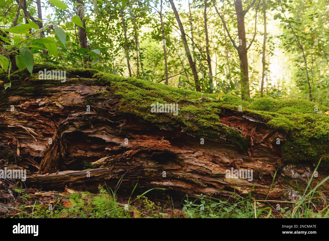 The old rotten wood lying in the forest covered with moss of birch ...
