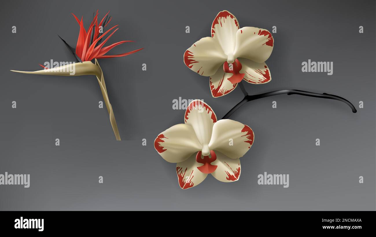 Tropical black, red and gold flower on dark background vector set. Beautiful botanical isolated ...