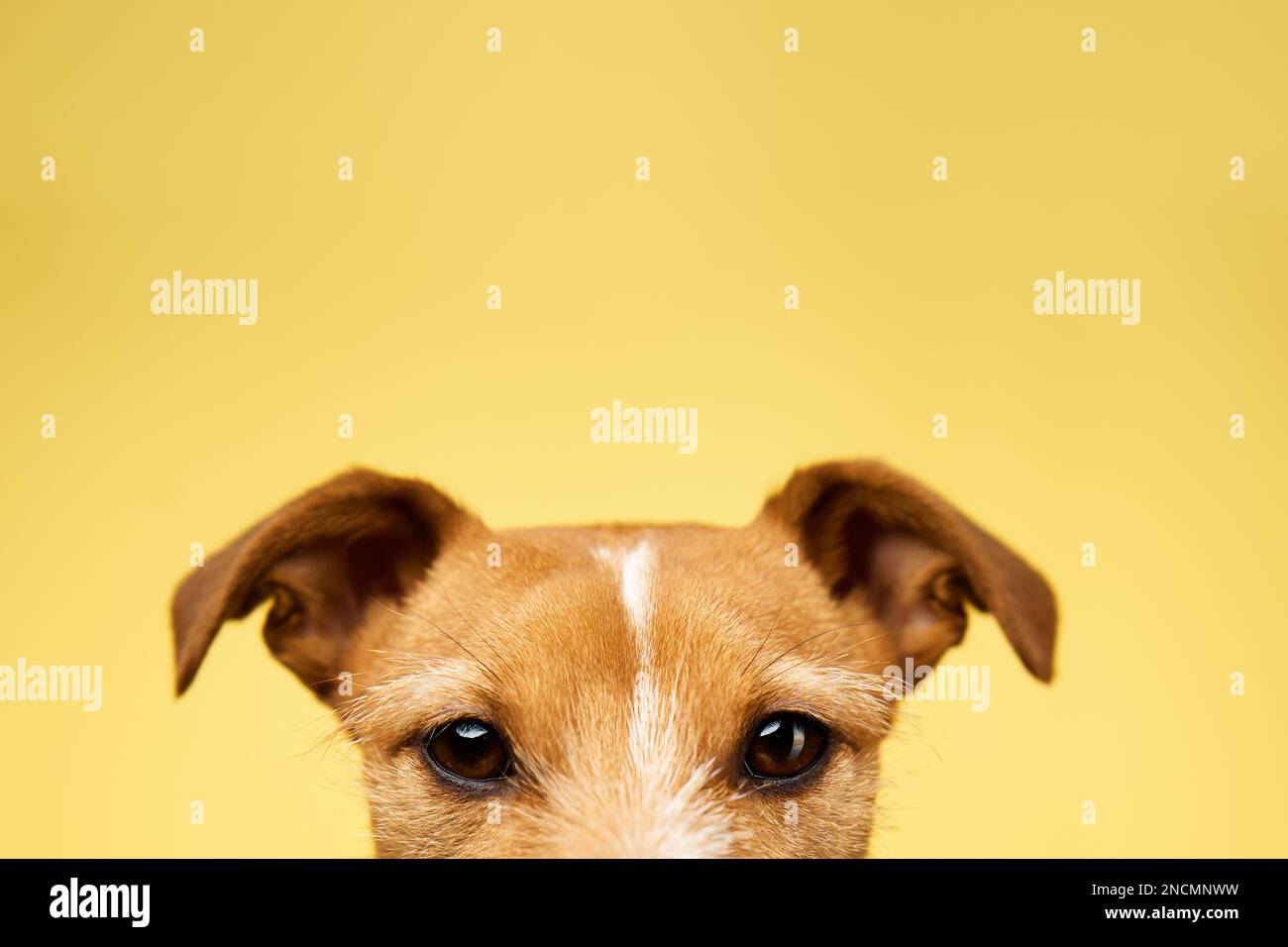 Curious interested dog looks into camera. Jack russell terrier closeup ...