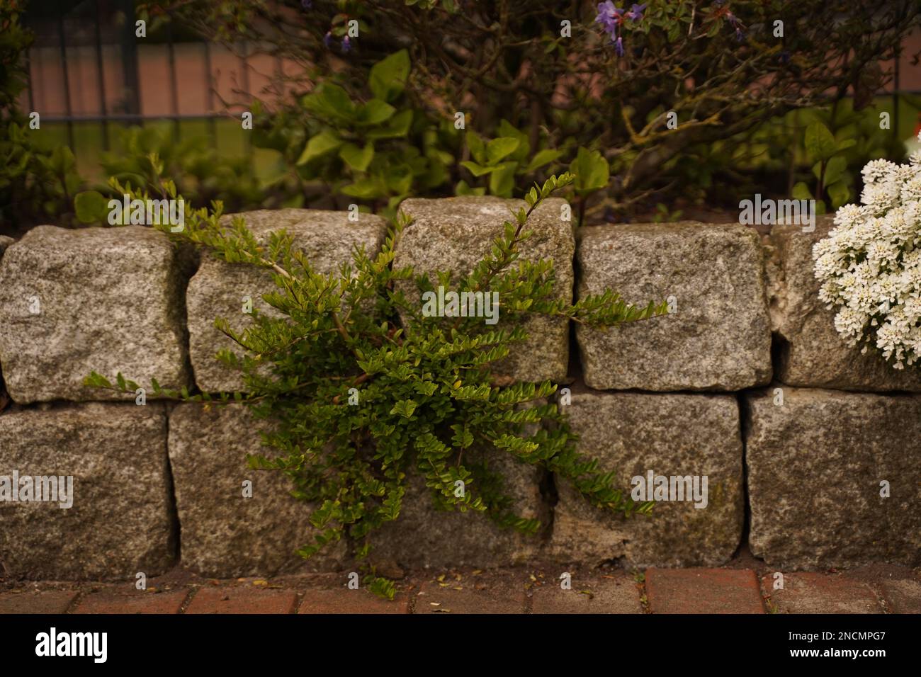 Juniper branches hang over a stone fence in botanical garden. Landscape ...