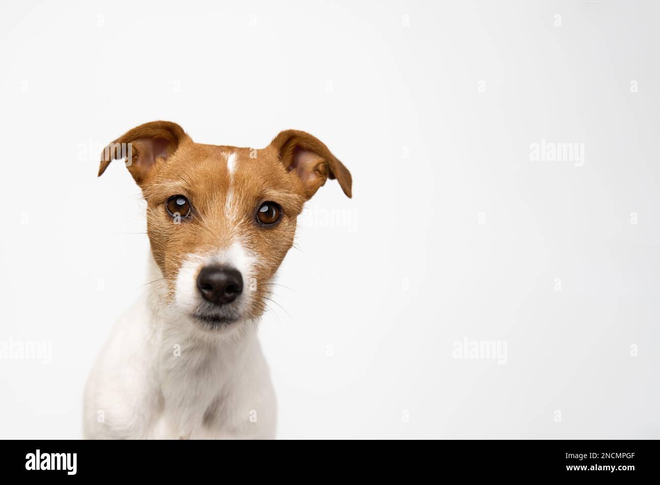 Curious interested dog looks into camera. Jack russell terrier closeup ...