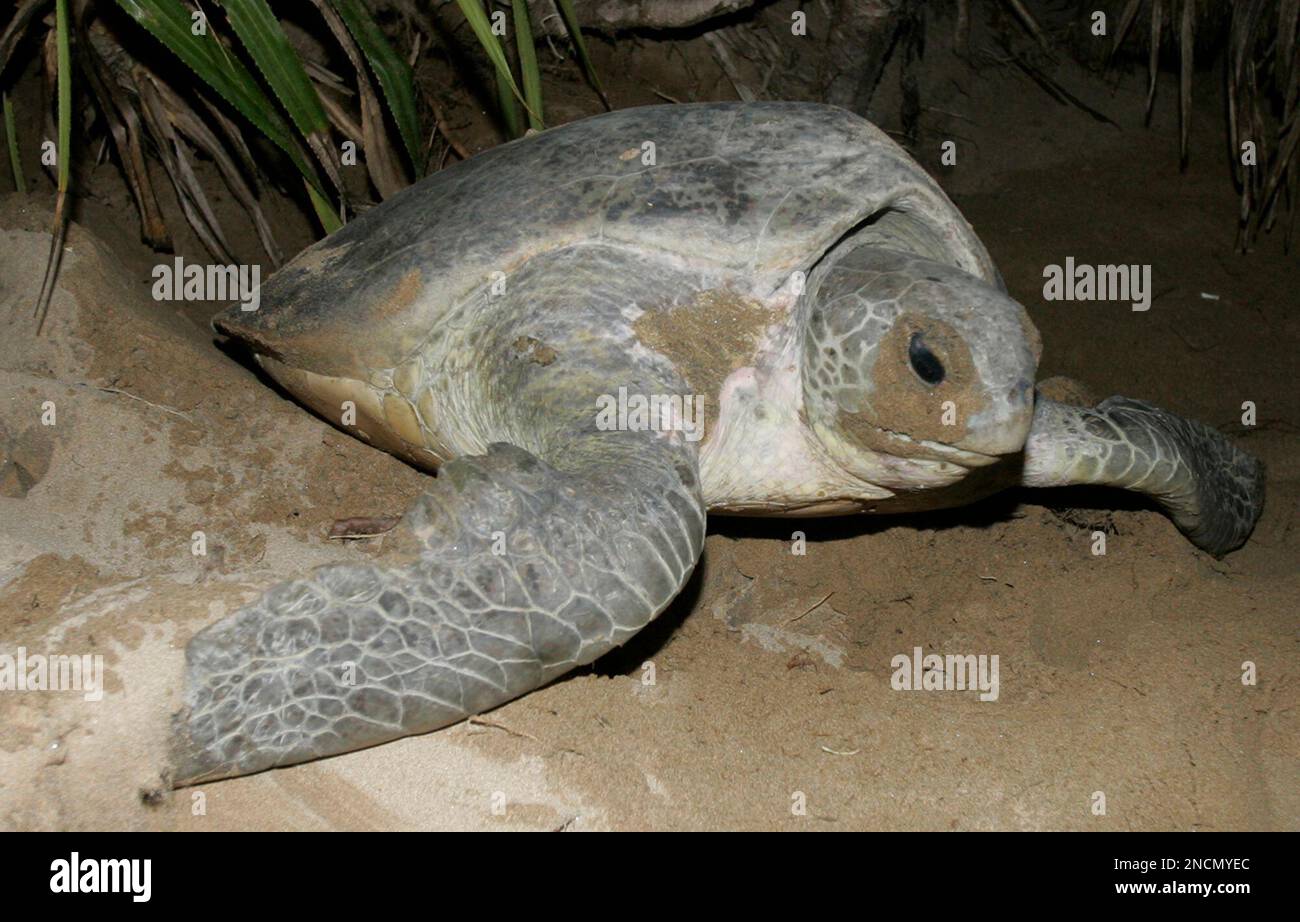 FILE - In this Dec. 20, 2009, file photo, a green turtle makes its way back into the ocean after ...