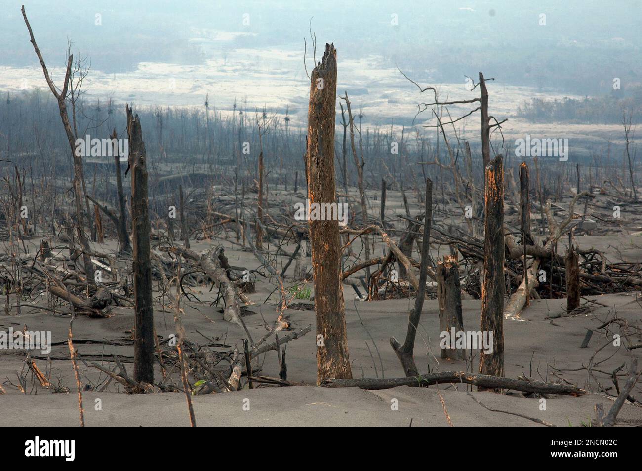 Trees that had been destroyed due to an eruption of Mount Merapi in ...