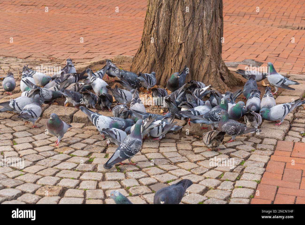 Flock Of Pigeons And Doves At Street Stock Photo - Alamy