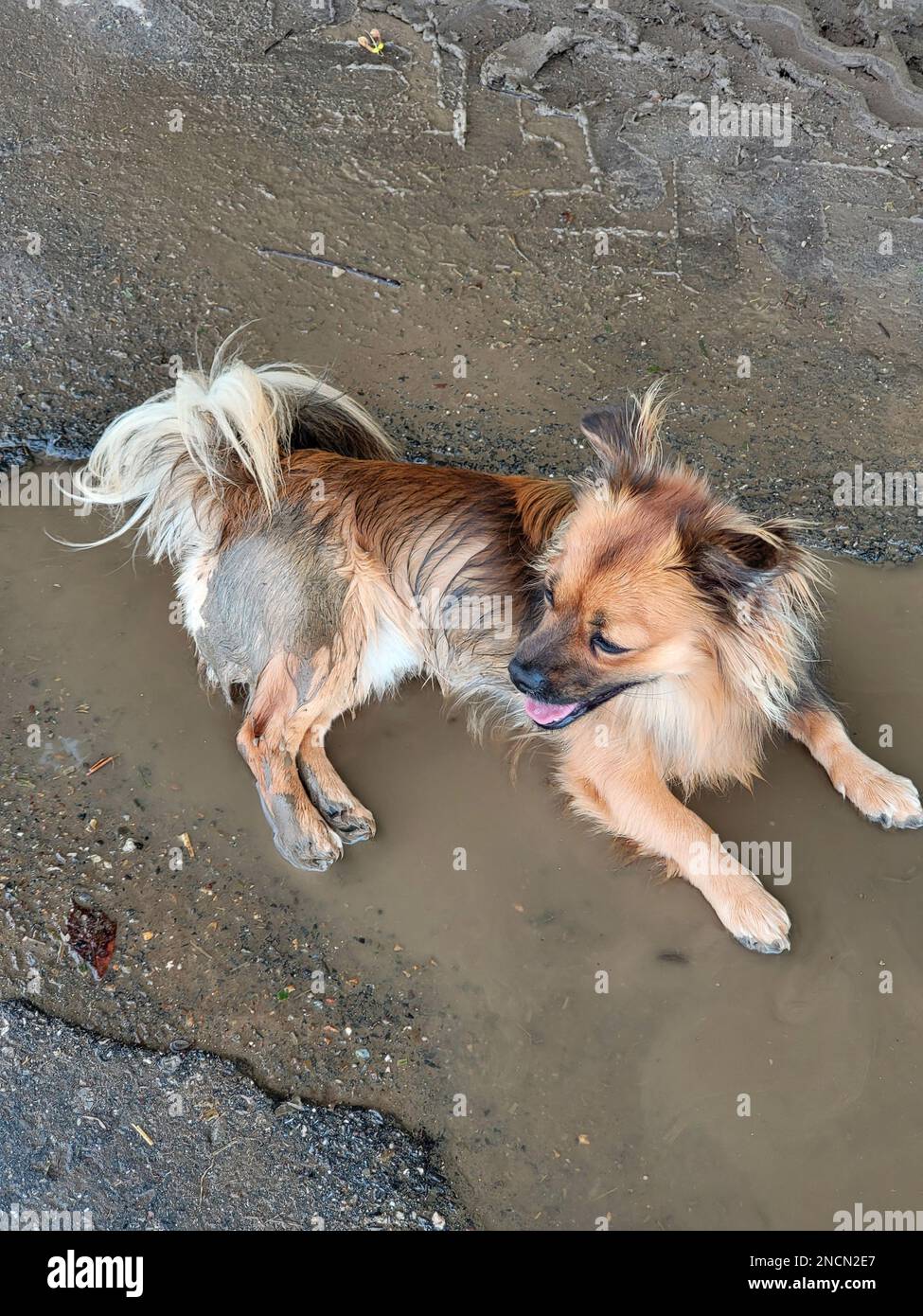pomchi dog lies totally relaxed in a mud puddle Stock Photo - Alamy
