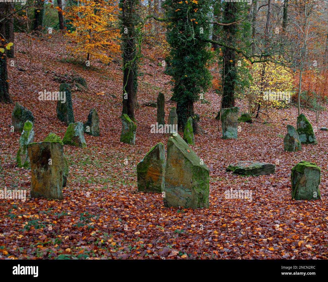 An aerial view of duffryn woods in forest Stock Photo - Alamy