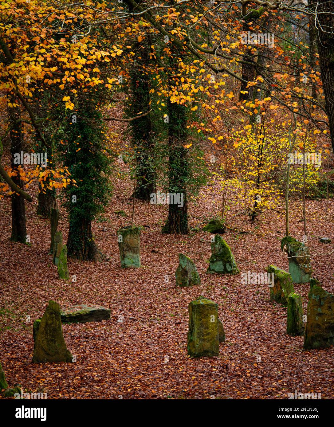 An aerial view of duffryn woods in forest Stock Photo - Alamy