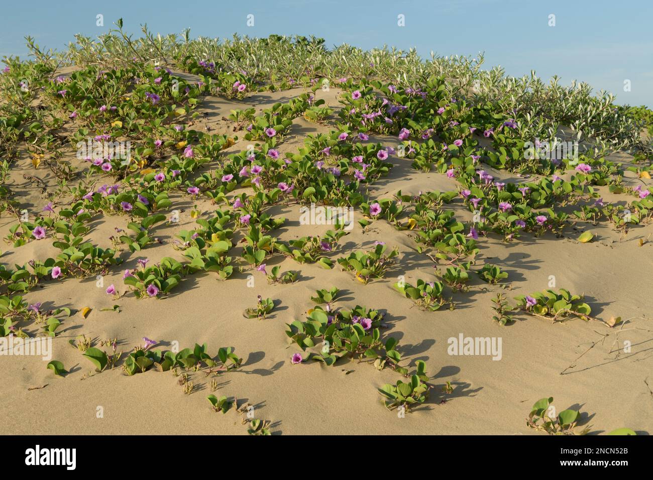 Beautiful dune pioneer plant, Beach Morning Glory, Ipomoea pescaprae ...
