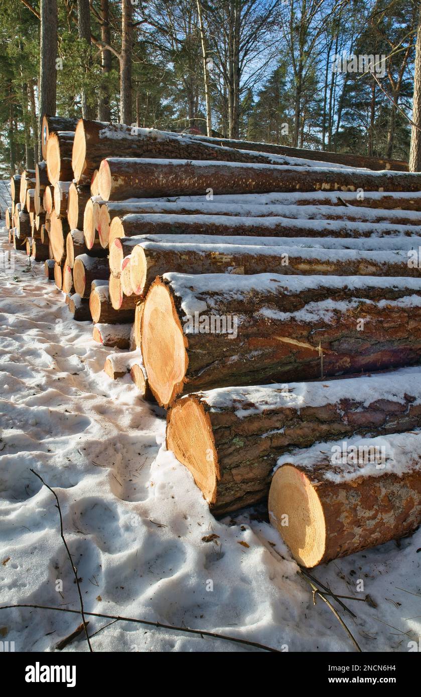 Winter log stock pile hi-res stock photography and images - Alamy