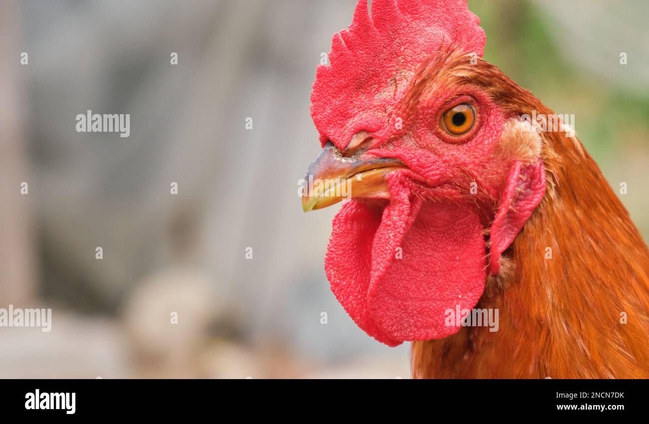 Cockerel bird crown hen hi-res stock photography and images - Alamy
