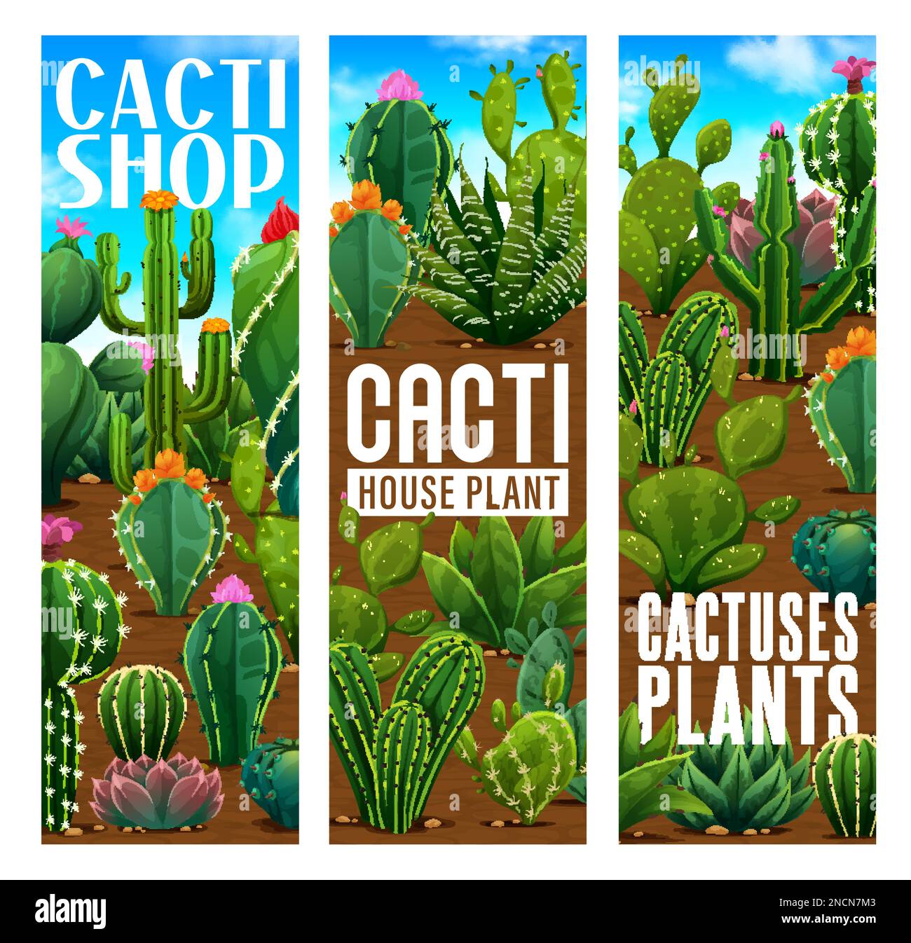 Mexican prickly cactus succulents. Plants and flowers store vertical ...