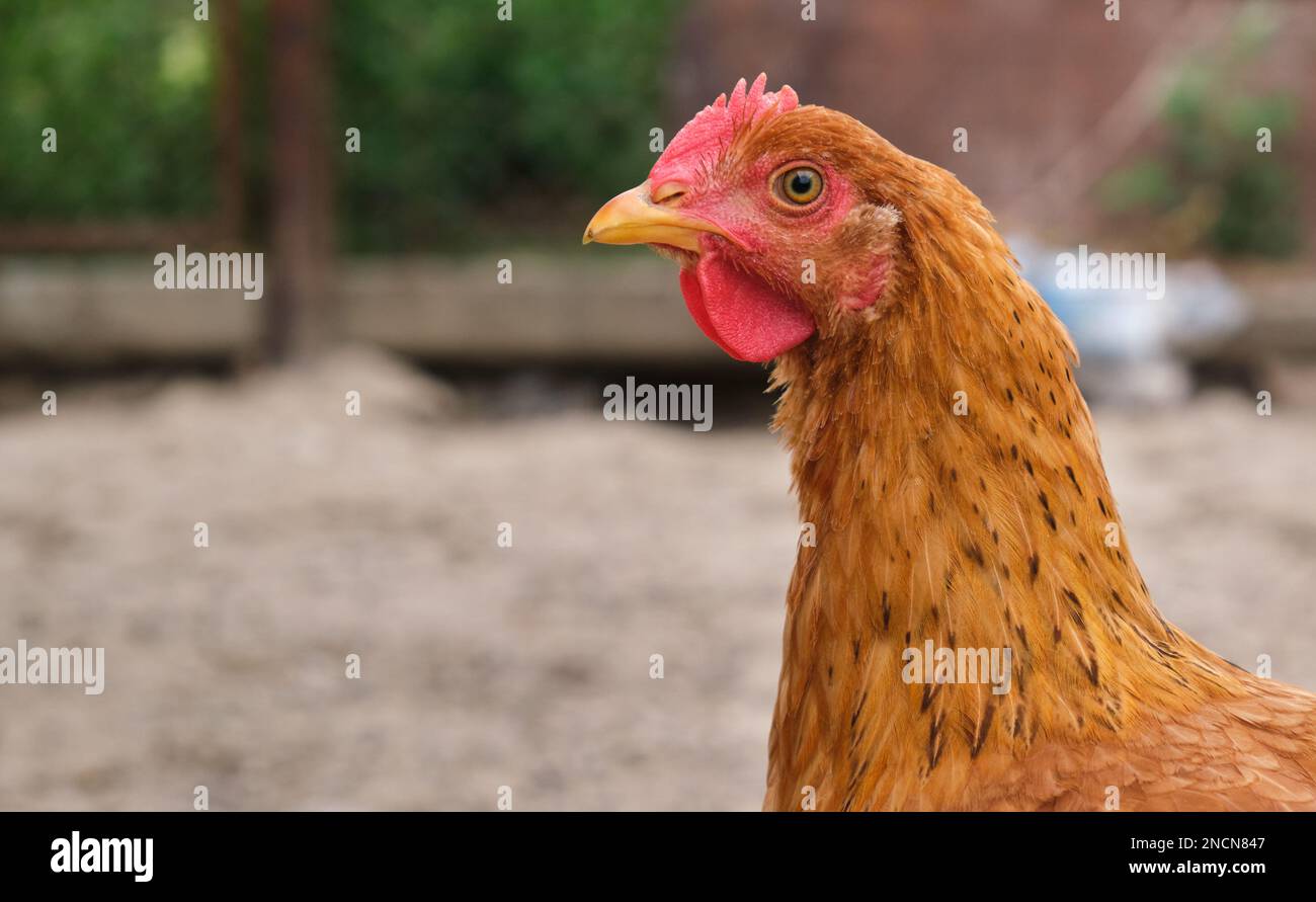 close single free range organic eco courtyard village rural chicken ...