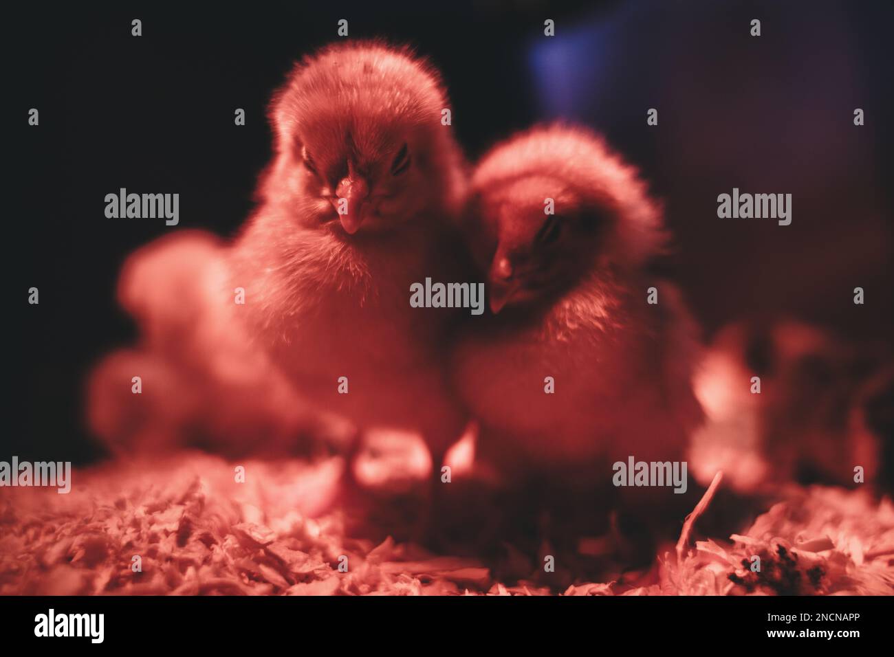 A closeup shot of two adorable chicks in a brooder under the red light ...