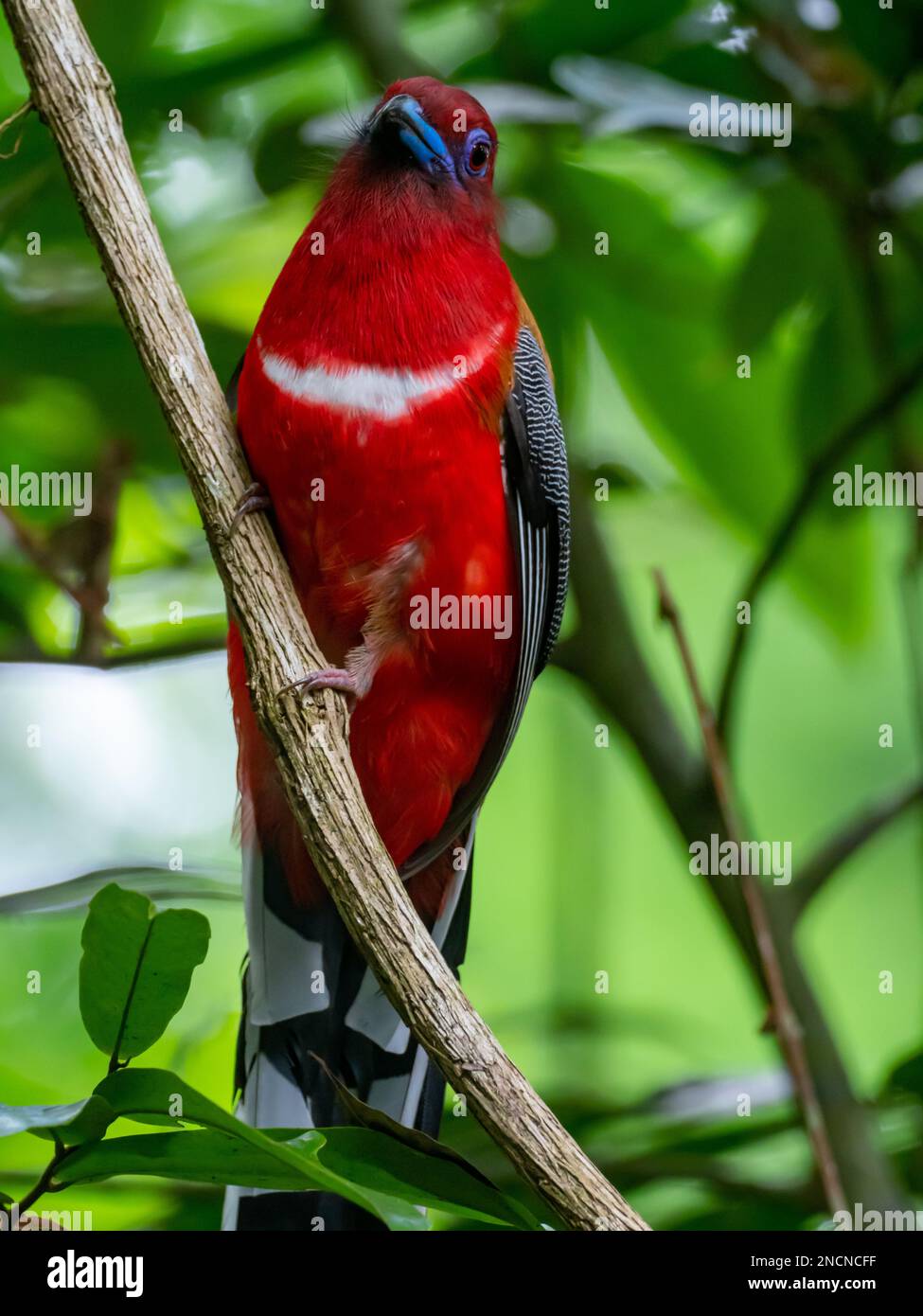 Red-headed trogon, Harpactes erythrocephalus, a stunning bird in ...