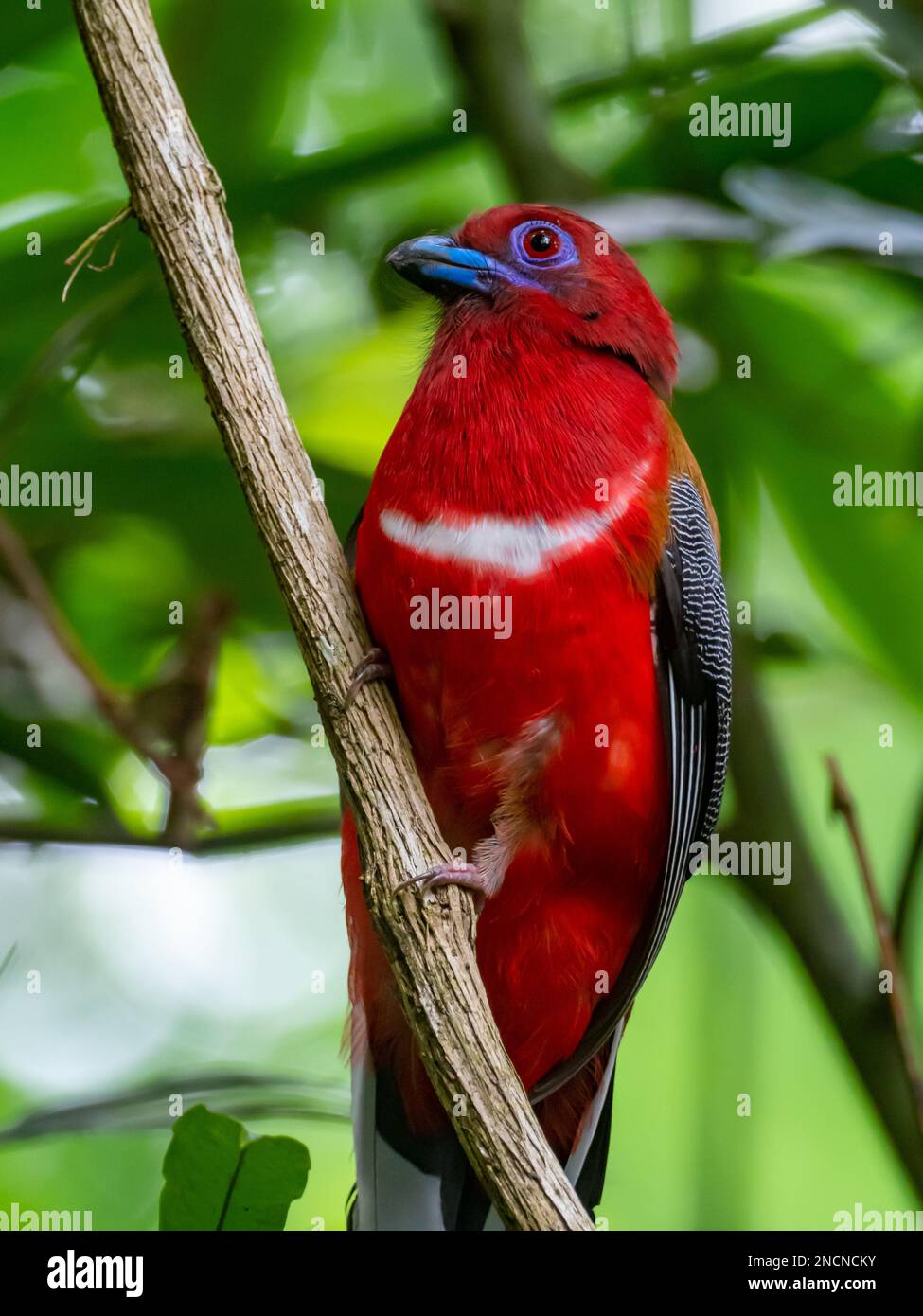 Red-headed trogon, Harpactes erythrocephalus, a stunning bird in ...