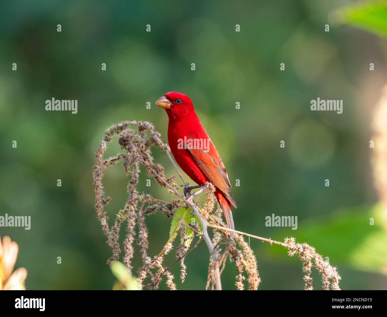 Scarlet finch, Carpodacus sipahi, a stunning red bird in the mountains ...