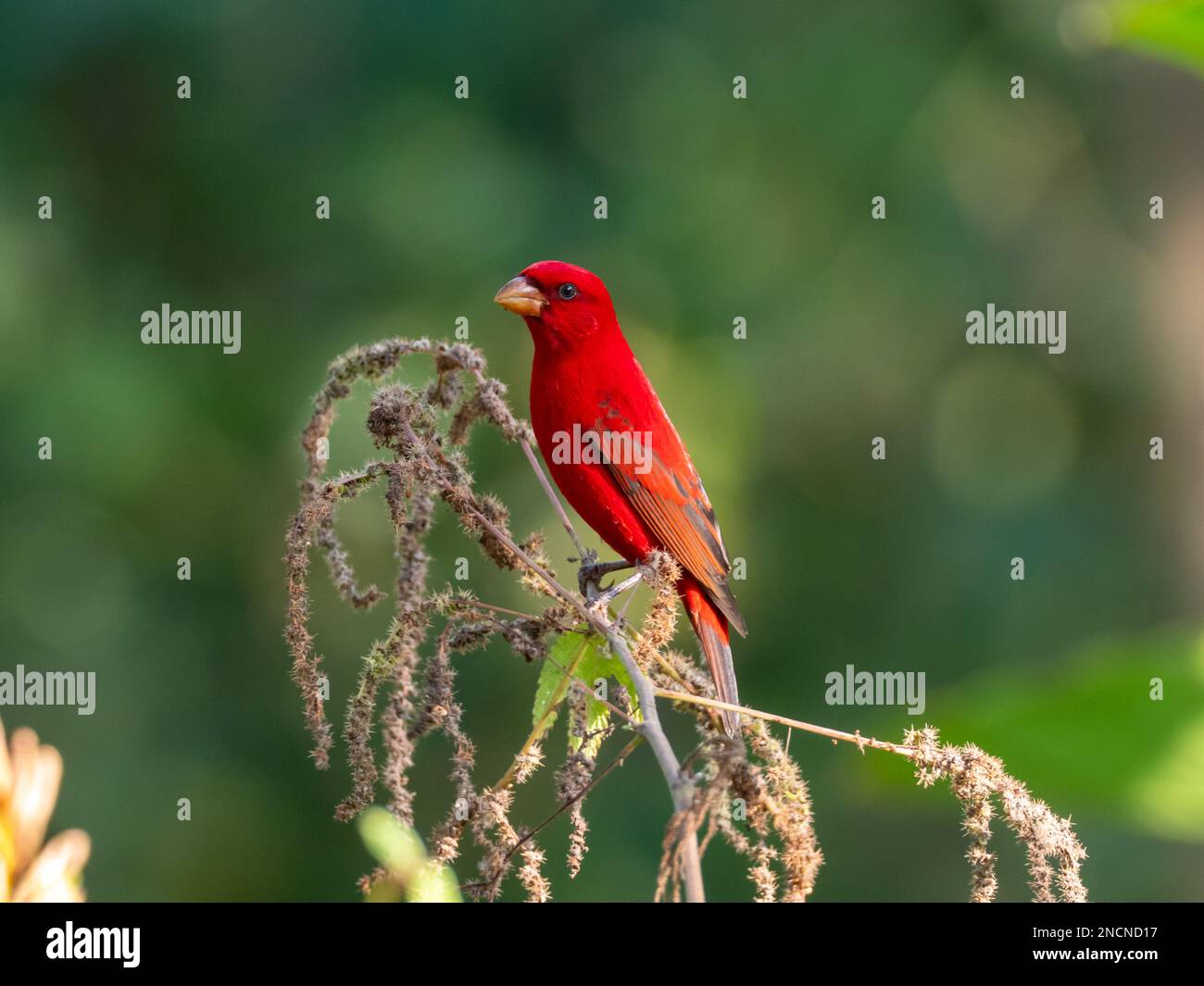 Scarlet finch, Carpodacus sipahi, a stunning red bird in the mountains ...