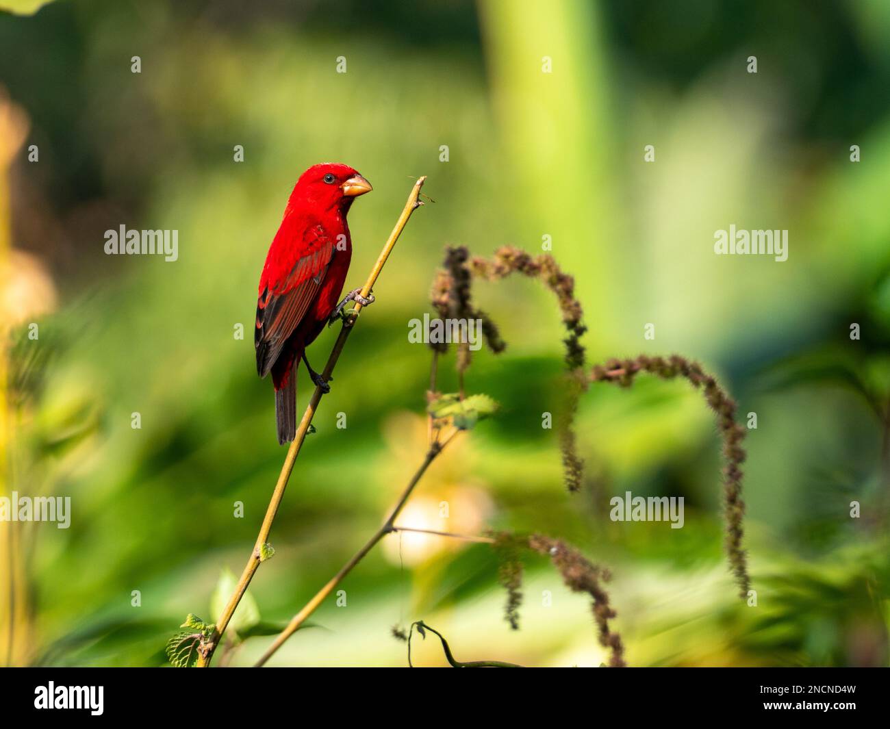 Scarlet finch, Carpodacus sipahi, a stunning red bird in the mountains ...