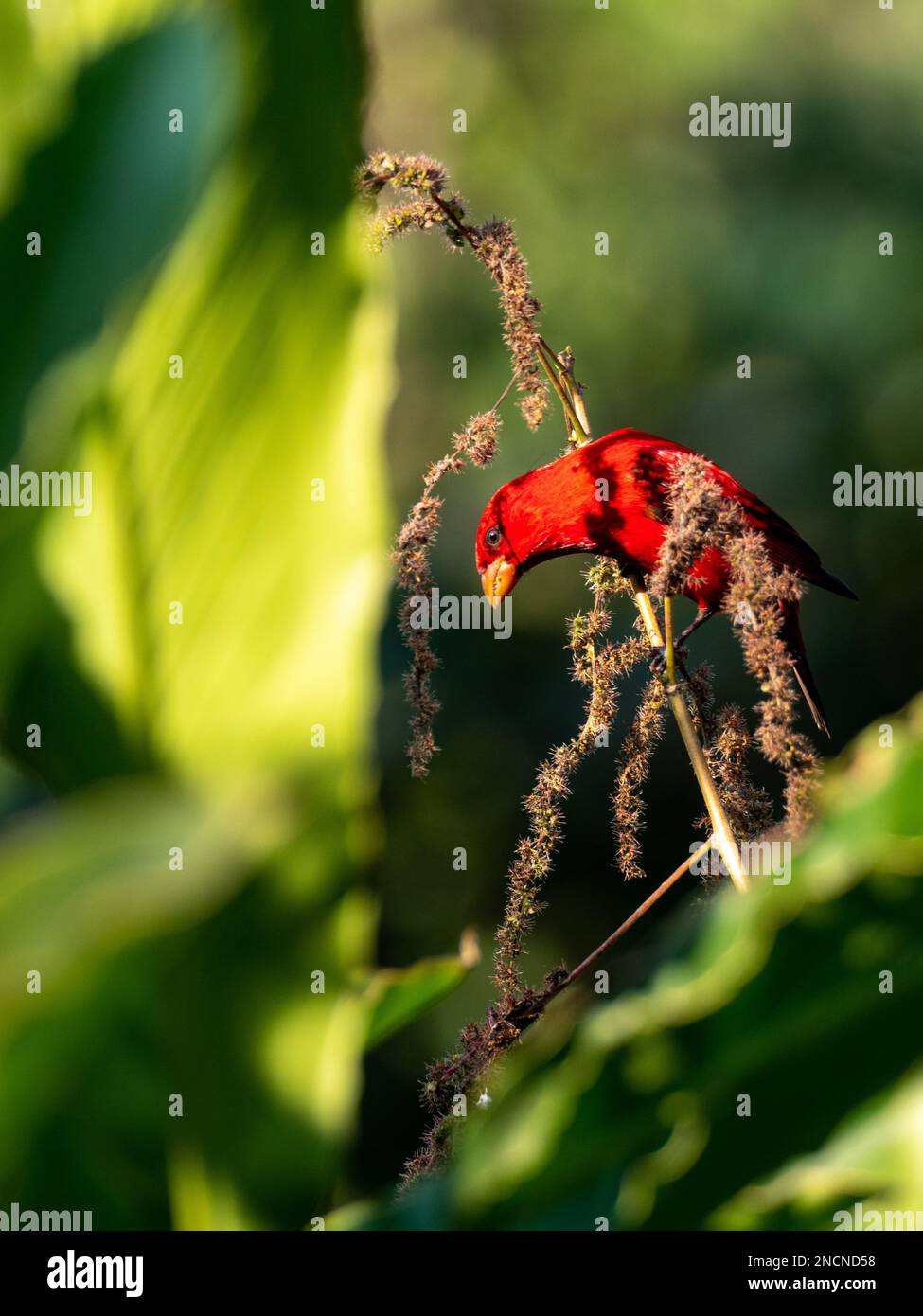 Scarlet finch, Carpodacus sipahi, a stunning red bird in the mountains ...