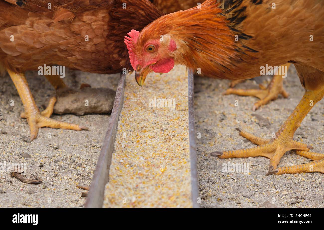 close up organic rural Hens chickens pecking eating grain maize feed ...