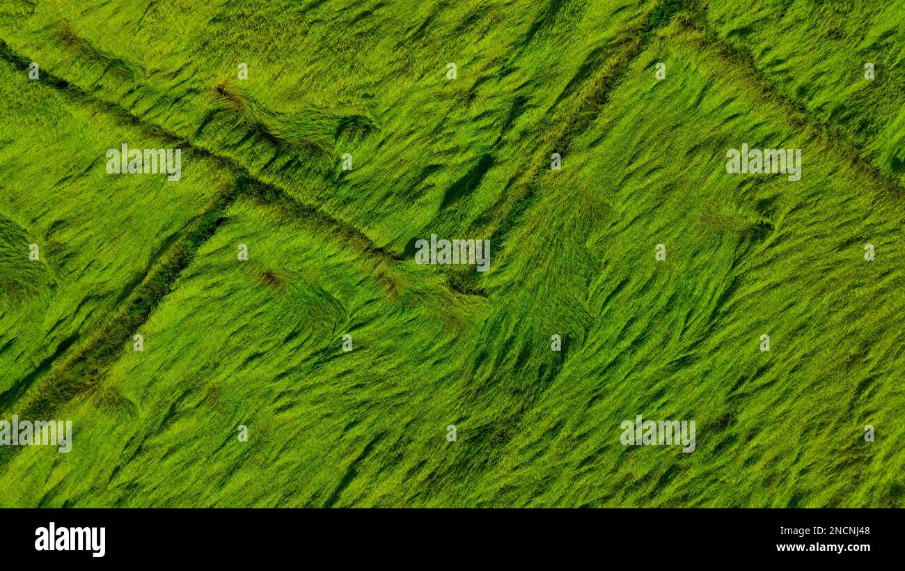 Aerial view of green rice field texture background. Rice plants bend ...