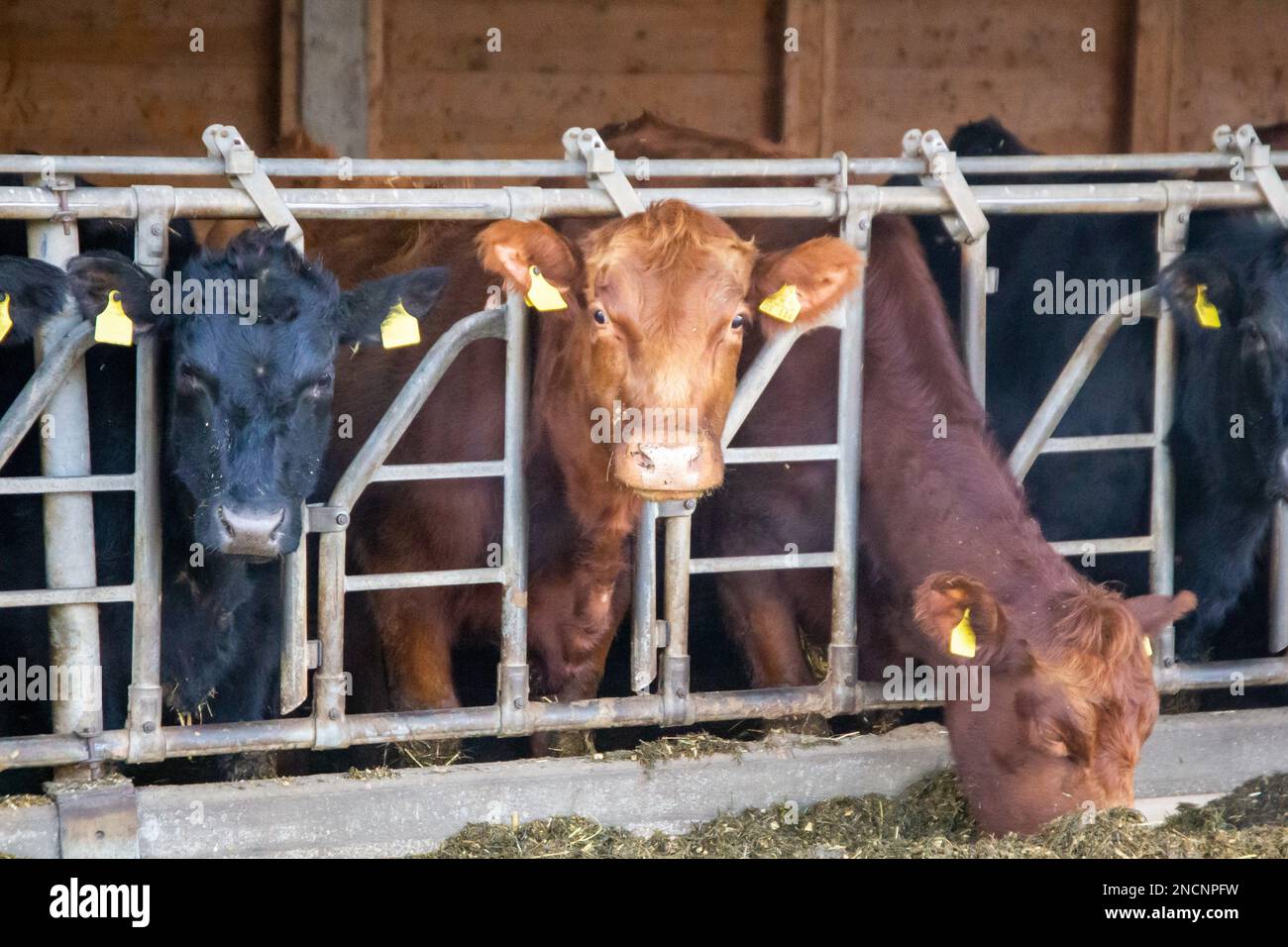 Keeping cows on a farm in Baden-Wurttemberg, Germany Stock Photo - Alamy