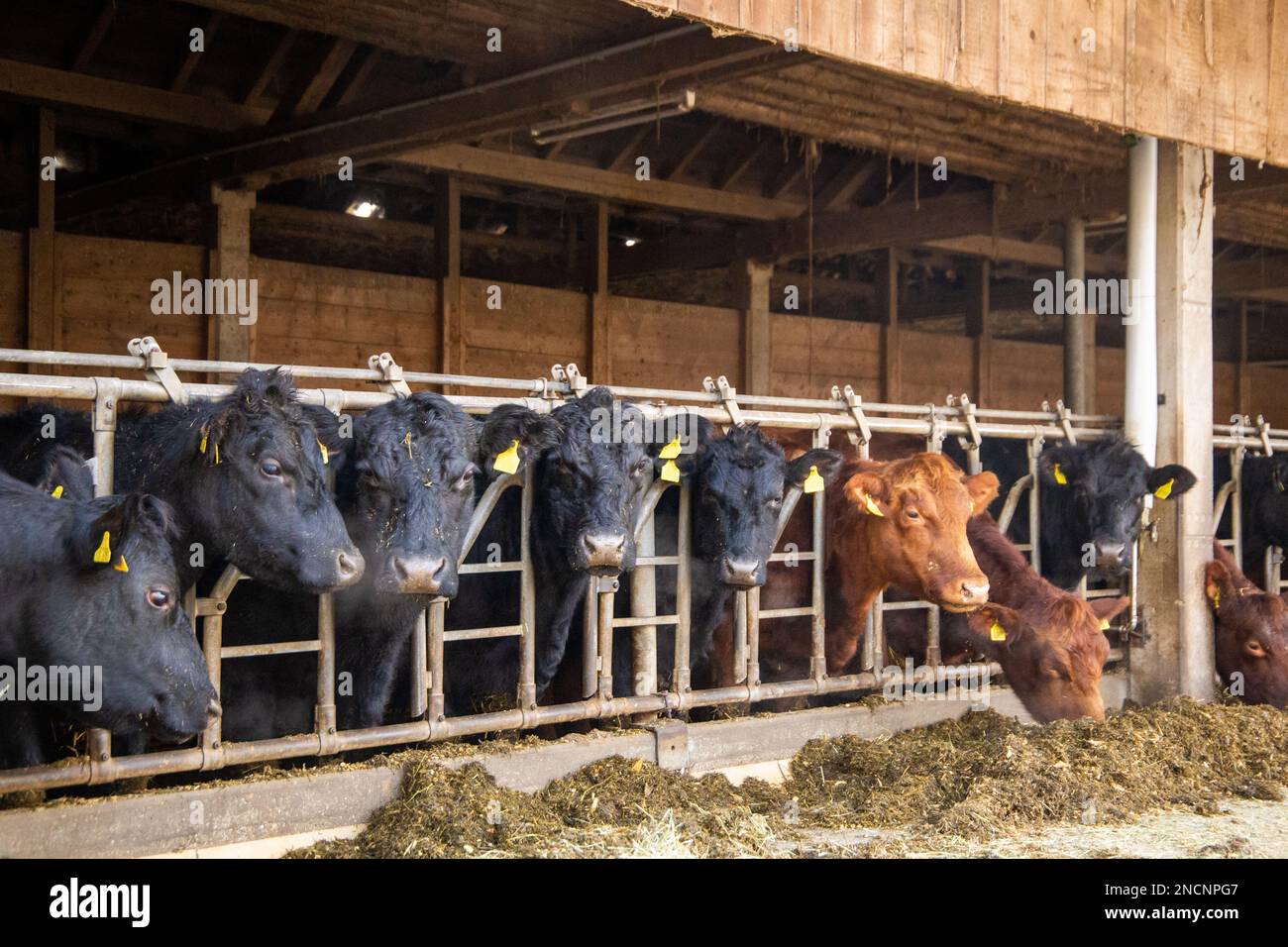 Keeping cows on a farm in Baden-Wurttemberg, Germany Stock Photo - Alamy