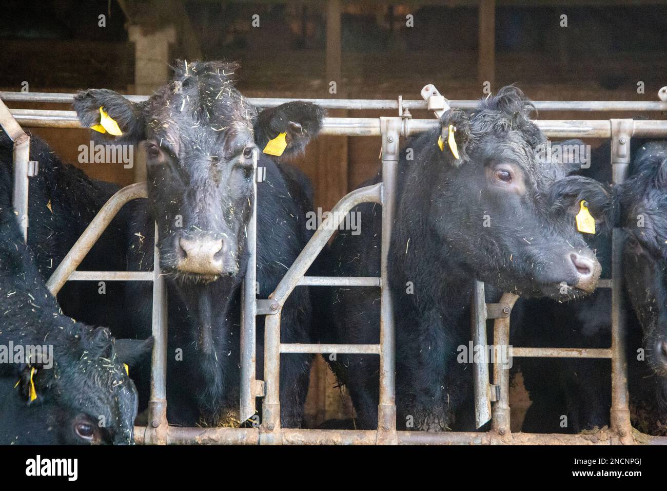 Keeping cows on a farm in Baden-Wurttemberg, Germany Stock Photo - Alamy