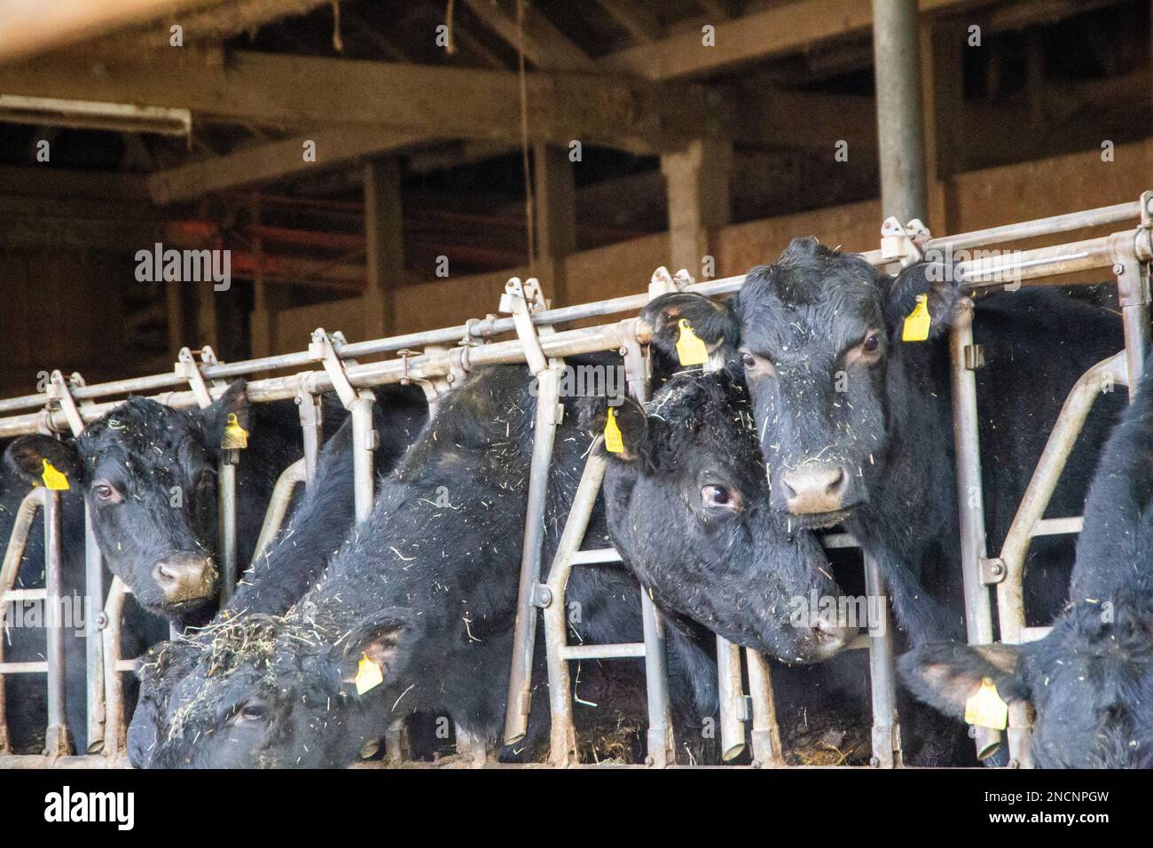 Keeping cows on a farm in Baden-Wurttemberg, Germany Stock Photo - Alamy
