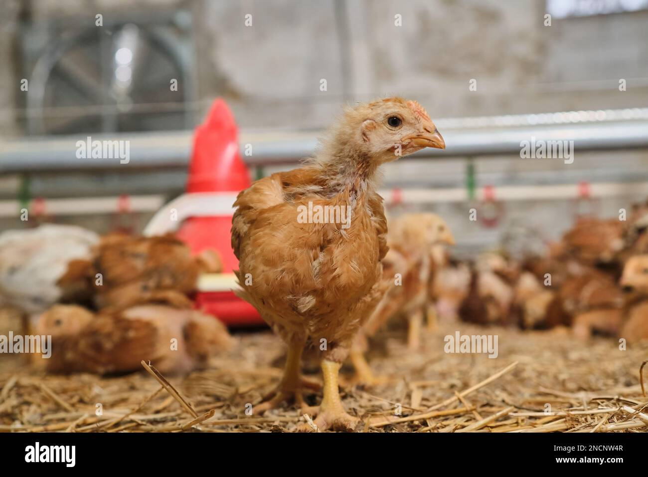 portrait young pullet Chicken poultry straw bedding farm industry ...