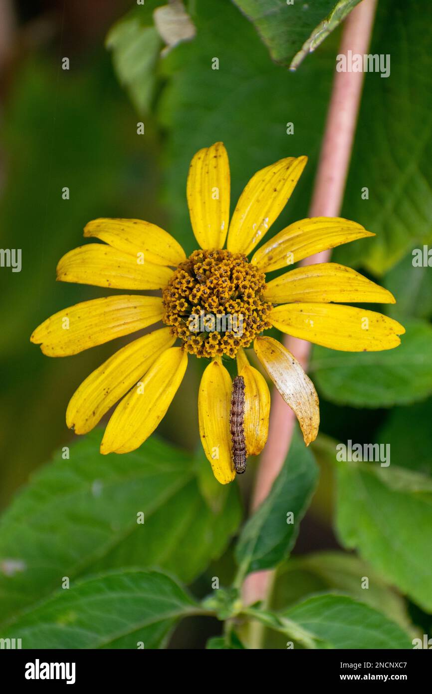 Yellow flower with caterpillar hi-res stock photography and images - Alamy