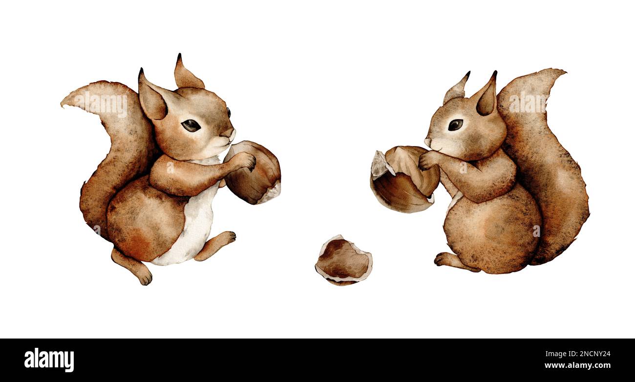 set of watercolor illustrations forest animal squirrel with a nut in ...