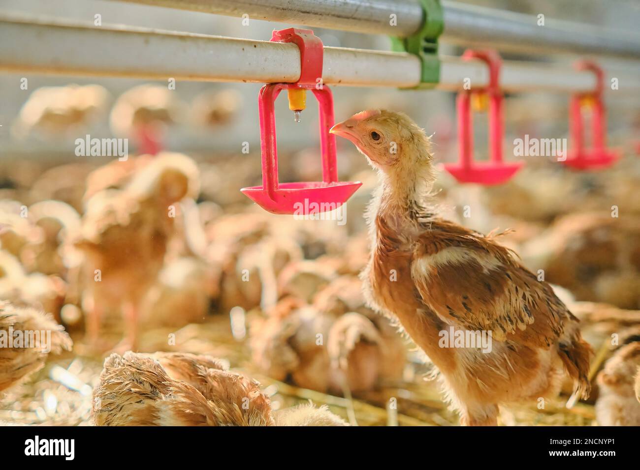 farm Chickens poultry drinking water by nipple drinker system fresh ...