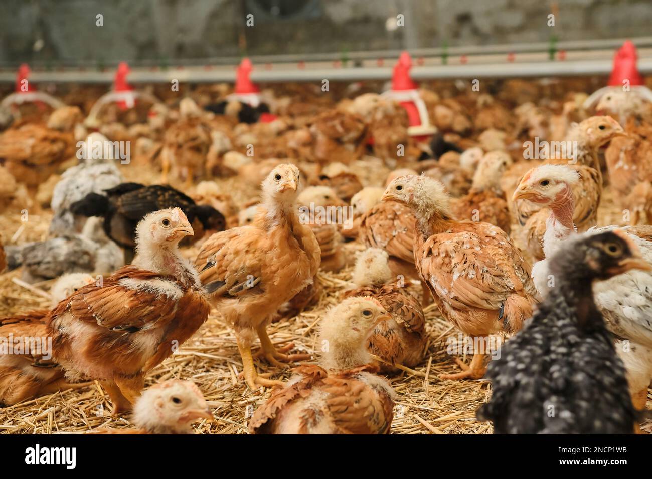many young colorful pullet Chicken poultry on straw bedding farm industrial factory Stock Photo ...