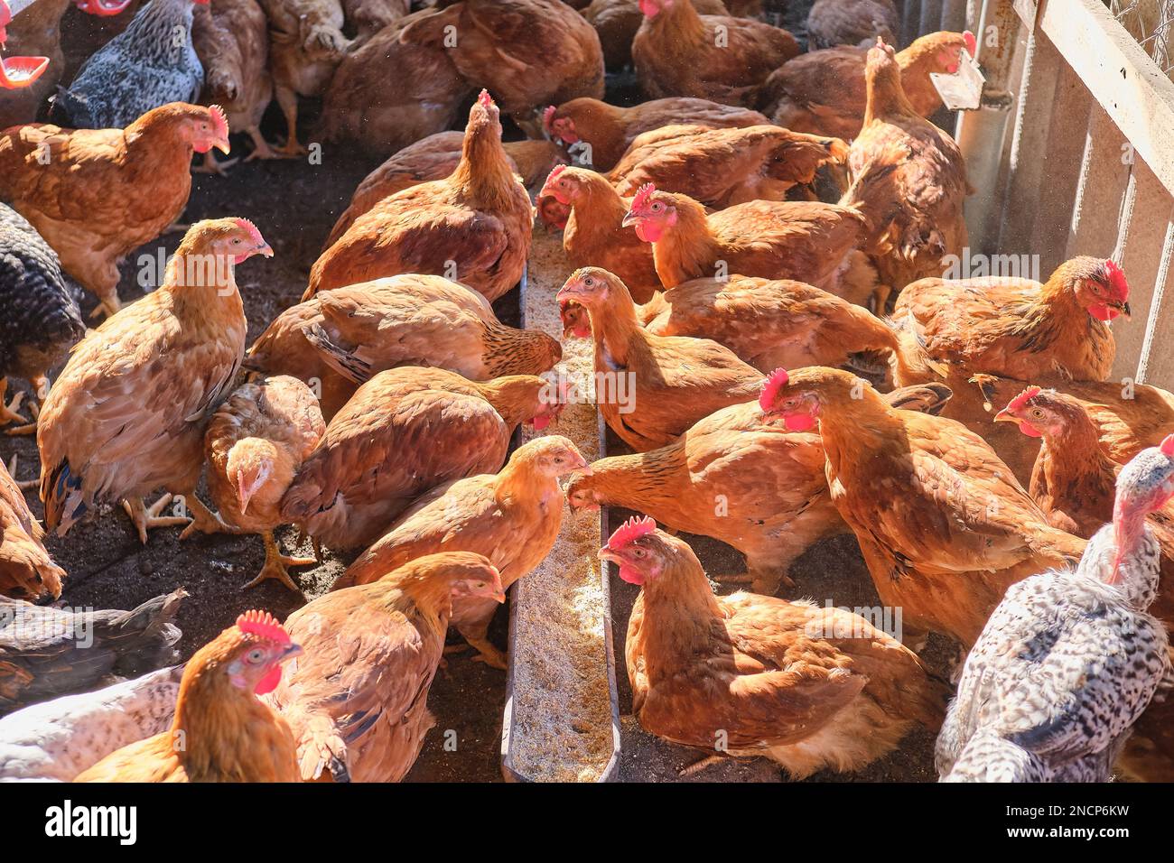 top view domestic Hens organic chickens pecking eating feed tray ...