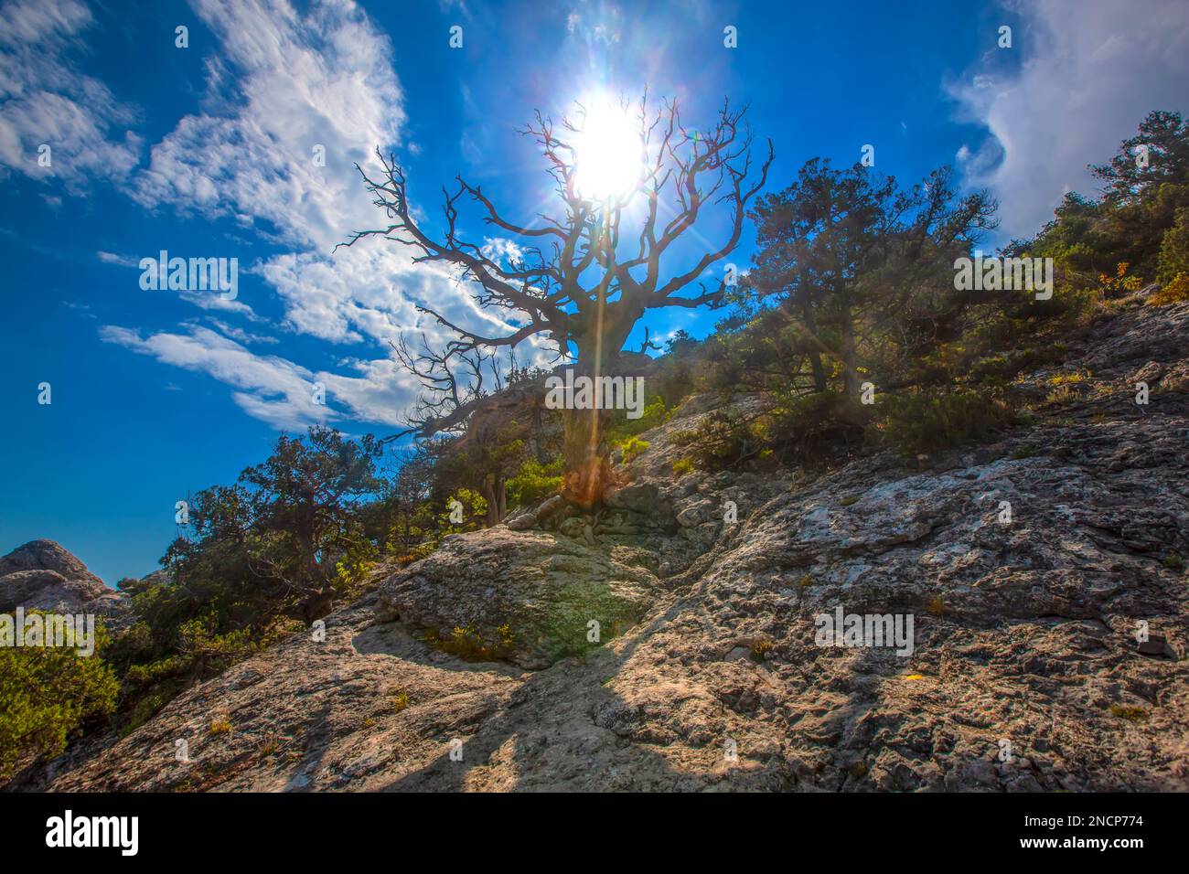The Dry tree on a rock in the sun against the blue sky Stock Photo - Alamy