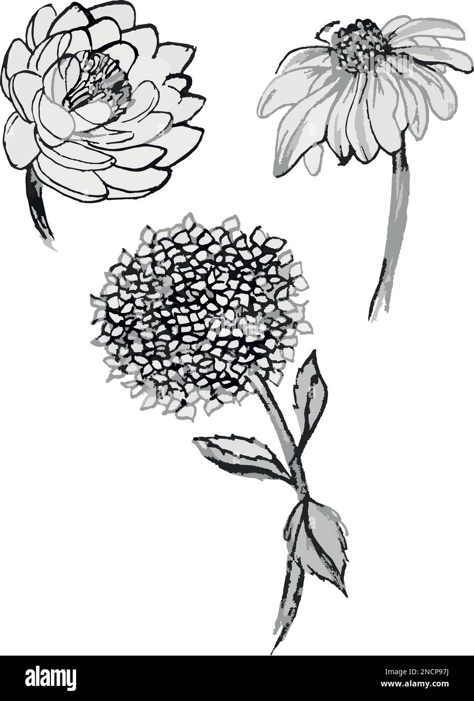 Ink, pencil, black and white flower sketch.Transparent background. Hand ...