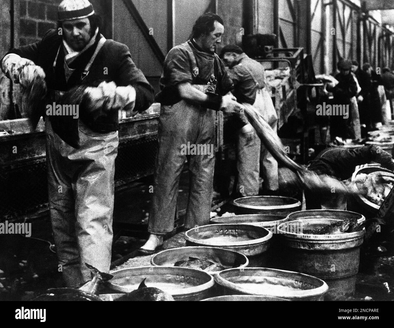 The fish is loaded into kits or bins at Hull Fish Dock, United Kingdom ...