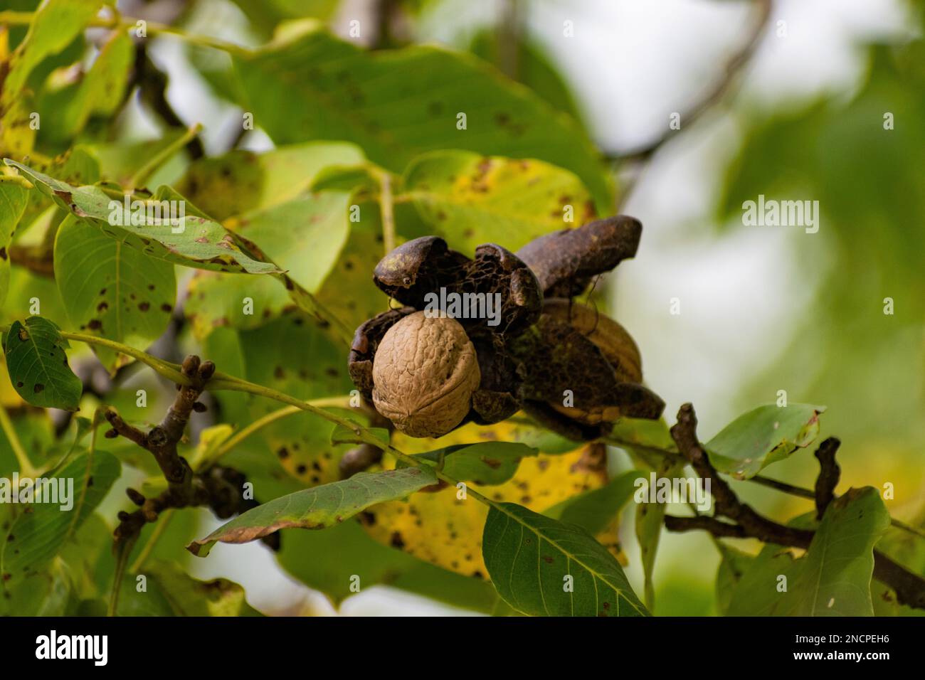 Common walnut tree branch hi-res stock photography and images - Alamy