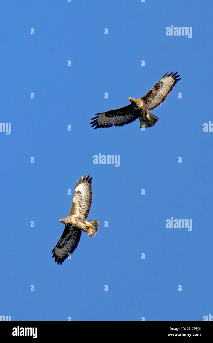 2 common Buzzards soaring over Old Hunstanton, Norfolk Stock Photo - Alamy