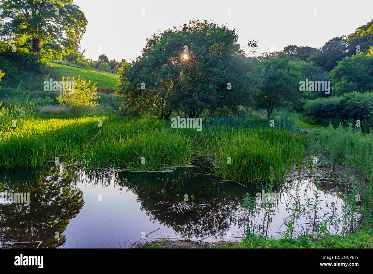 Small pond at Minnowburn Belfast with tree in the middle Stock Photo ...