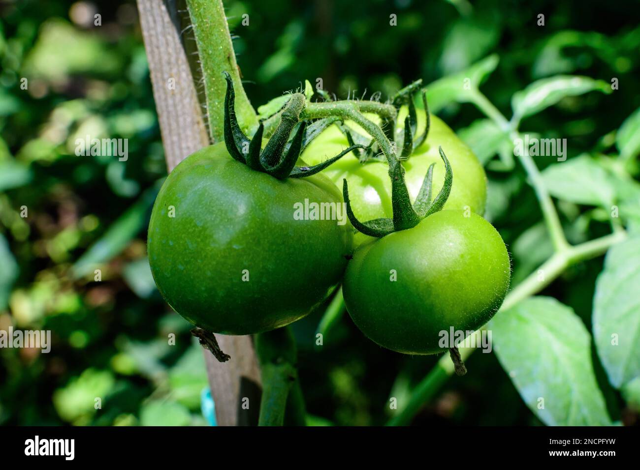 Young fresh organic tomato plant with green leaves and fruit in direct ...