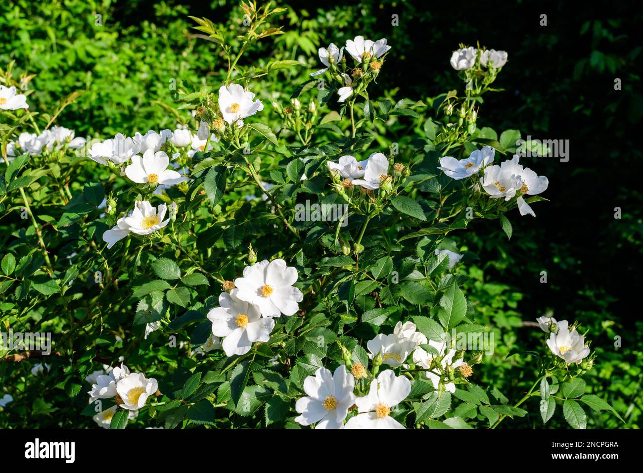 Delicate white flowers of Rosa Canina plant commonly known as dog rose ...